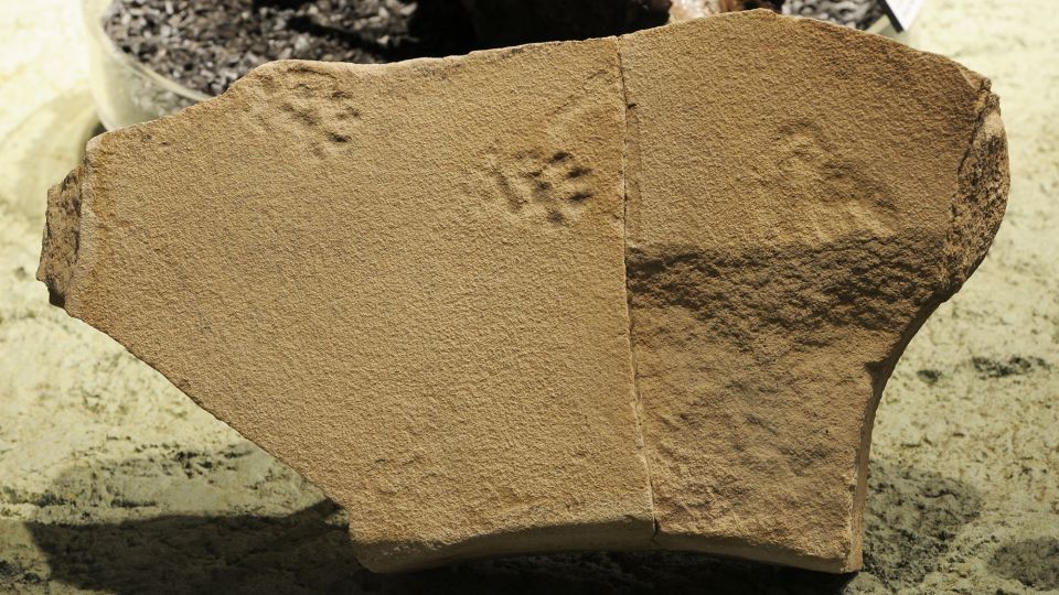 Fossilized footprints reveal unprecedented insight into prehistoric ...
