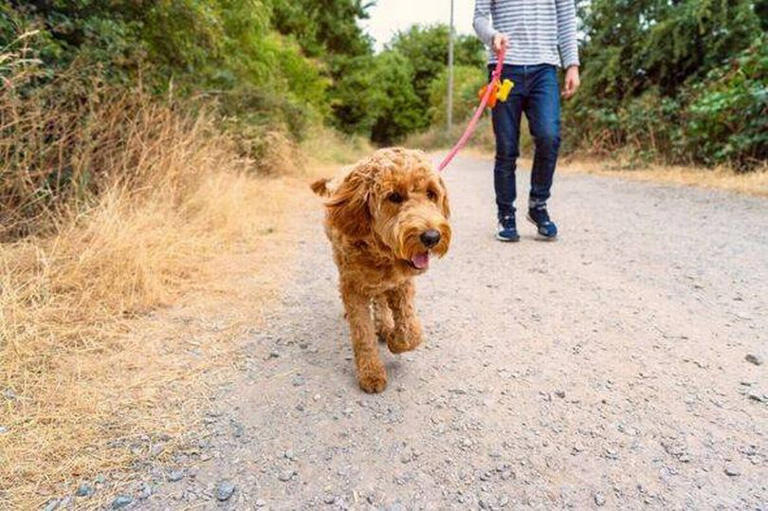 Dog and cat owners share the 10 things they wish they knew before ...