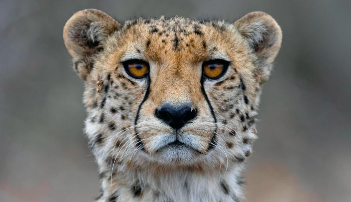 10 Interesting Facts About Cheetahs