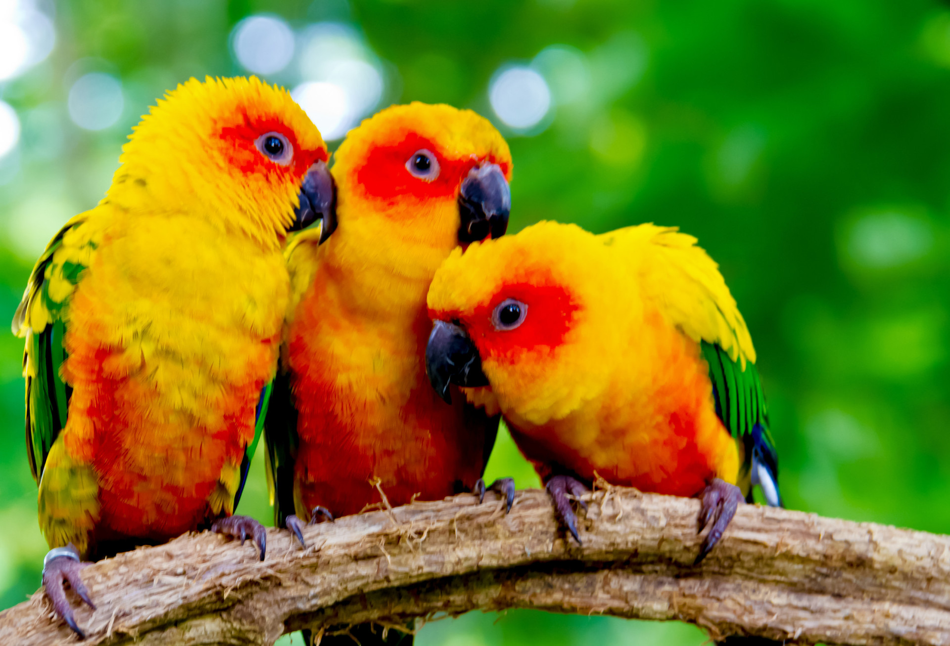 Inside the colorful world of parrots