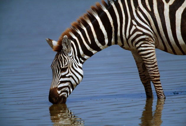 Is 'Zebra Striping' A Better Approach To Alcohol?