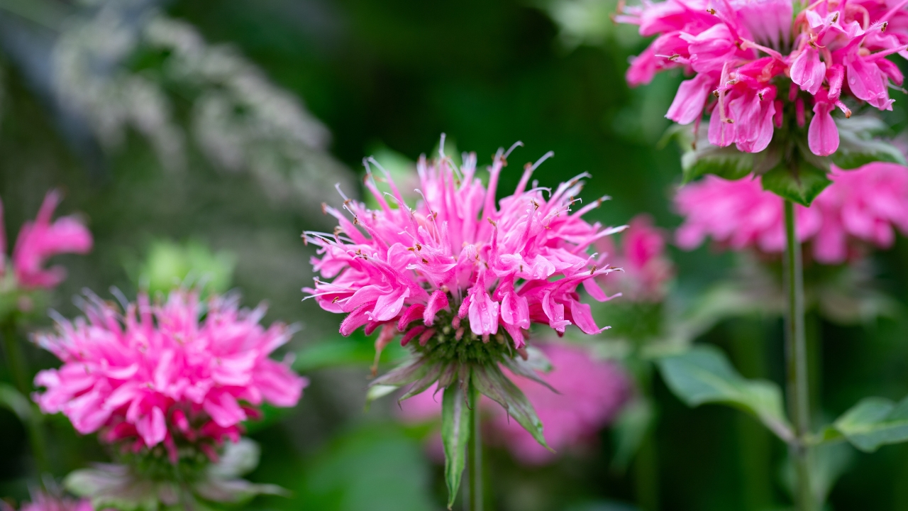 12 plants that hummingbirds love