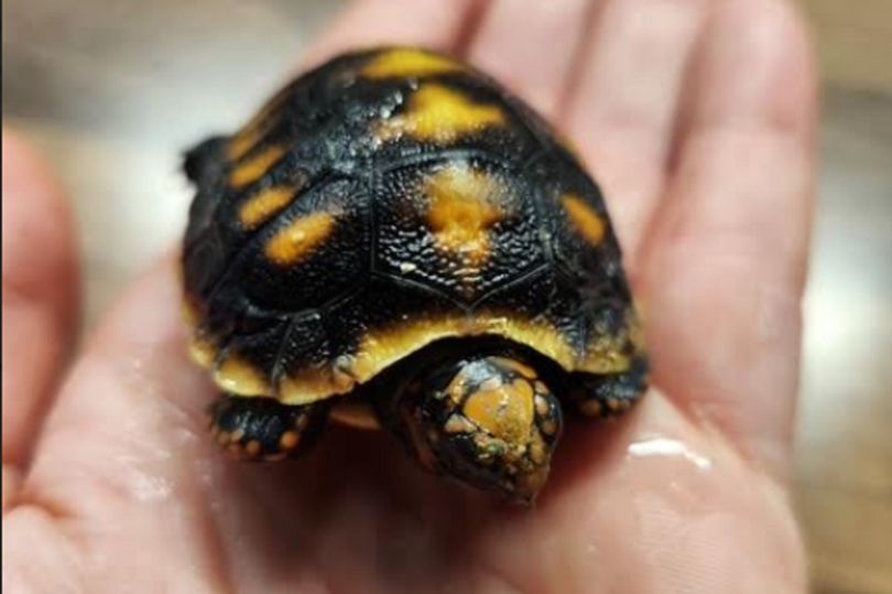 Adorable first-ever hatched red footed tortoise arrives at Amazonia in ...