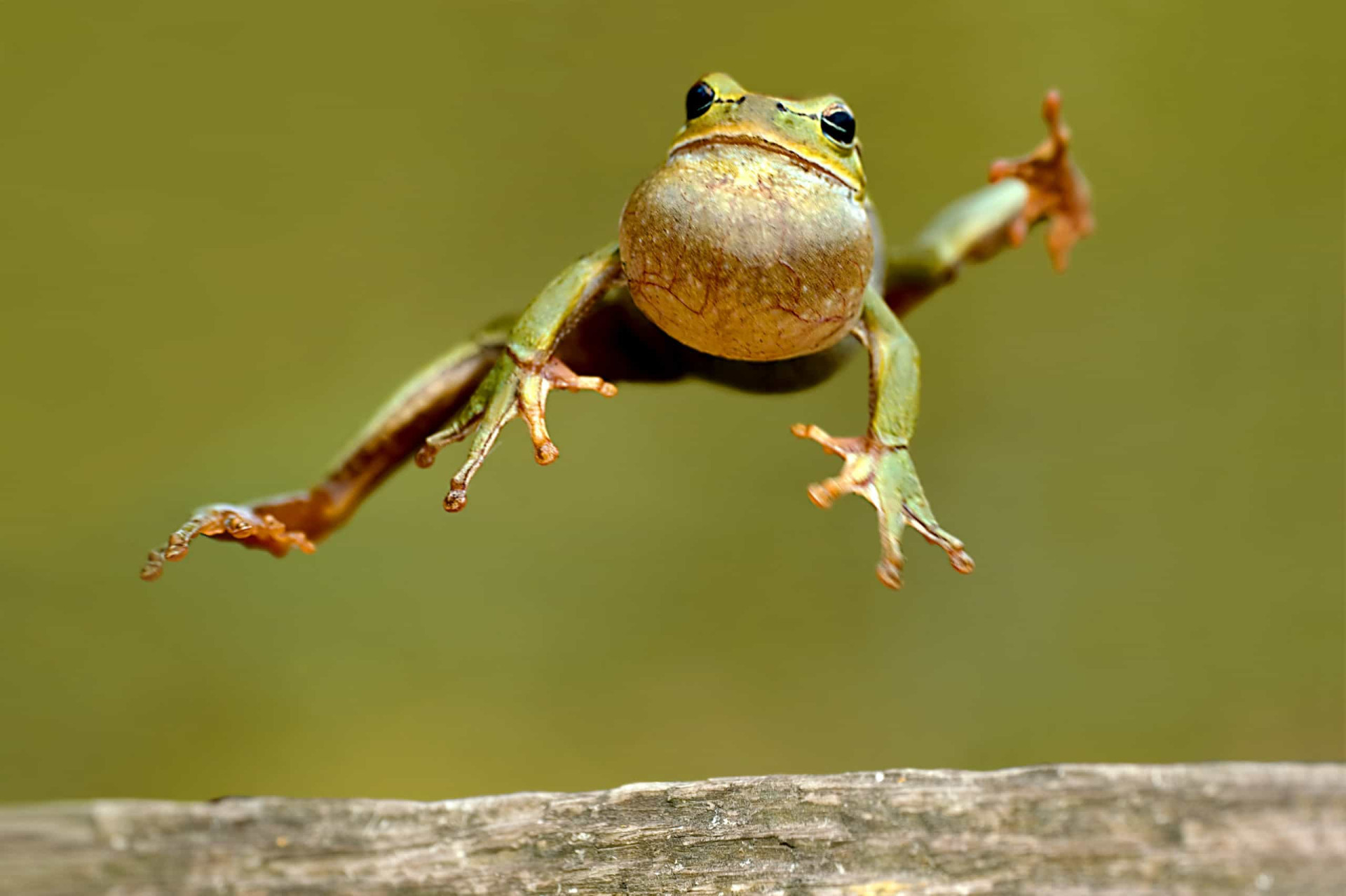 Schwerelos: Perfekte Fotos von scheinbar fliegenden Tieren