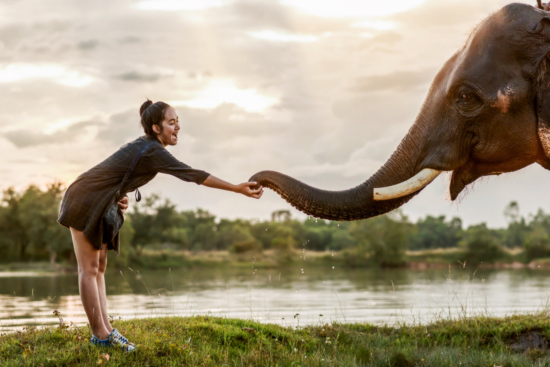 How AI could help us talk to animals