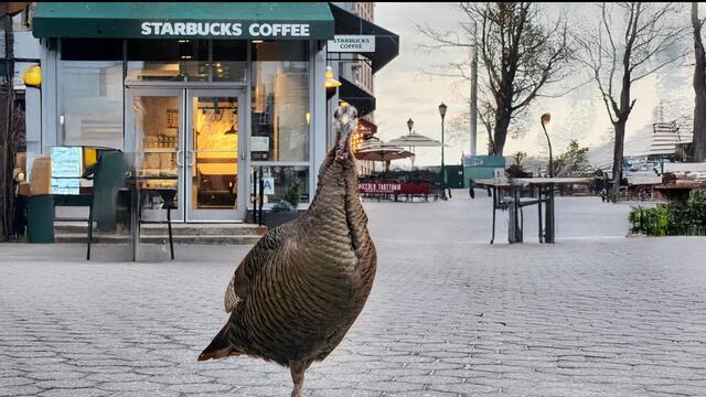 'Astoria' the Wild Turkey Still on the Run After Evading Cops