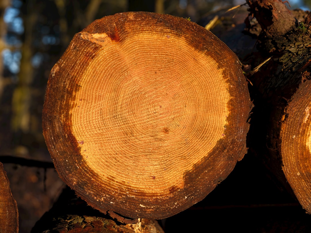 Top 9 Tree-Ring Discoveries That Rewrote Climate History
