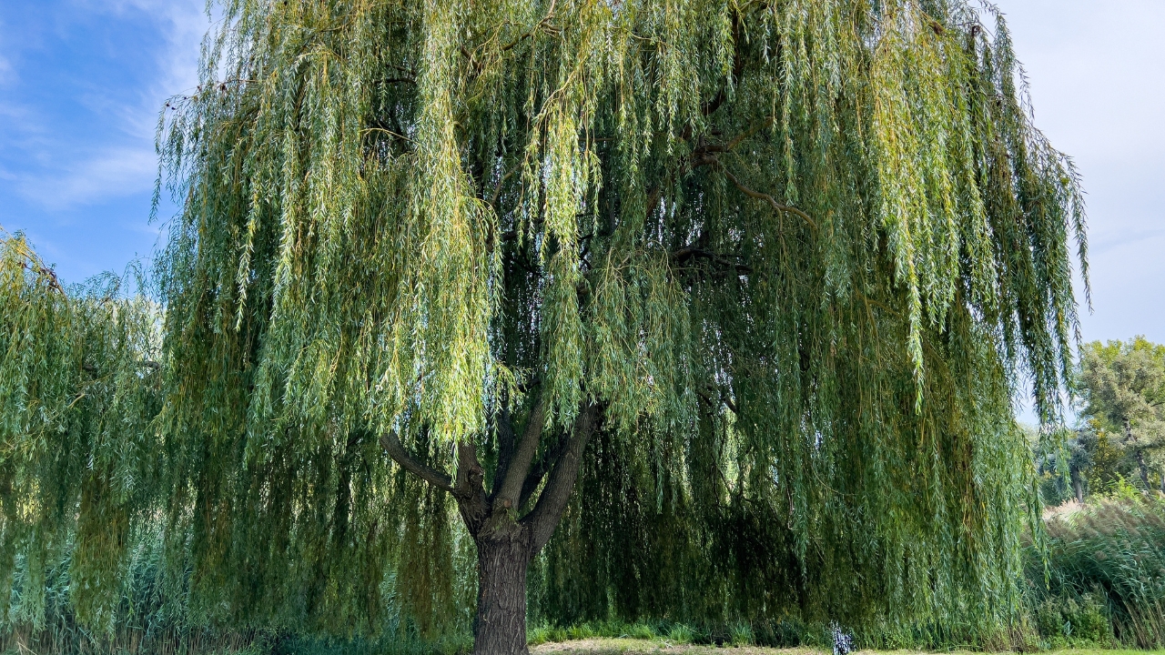 10 trees that are beautiful but bad news for your lawn