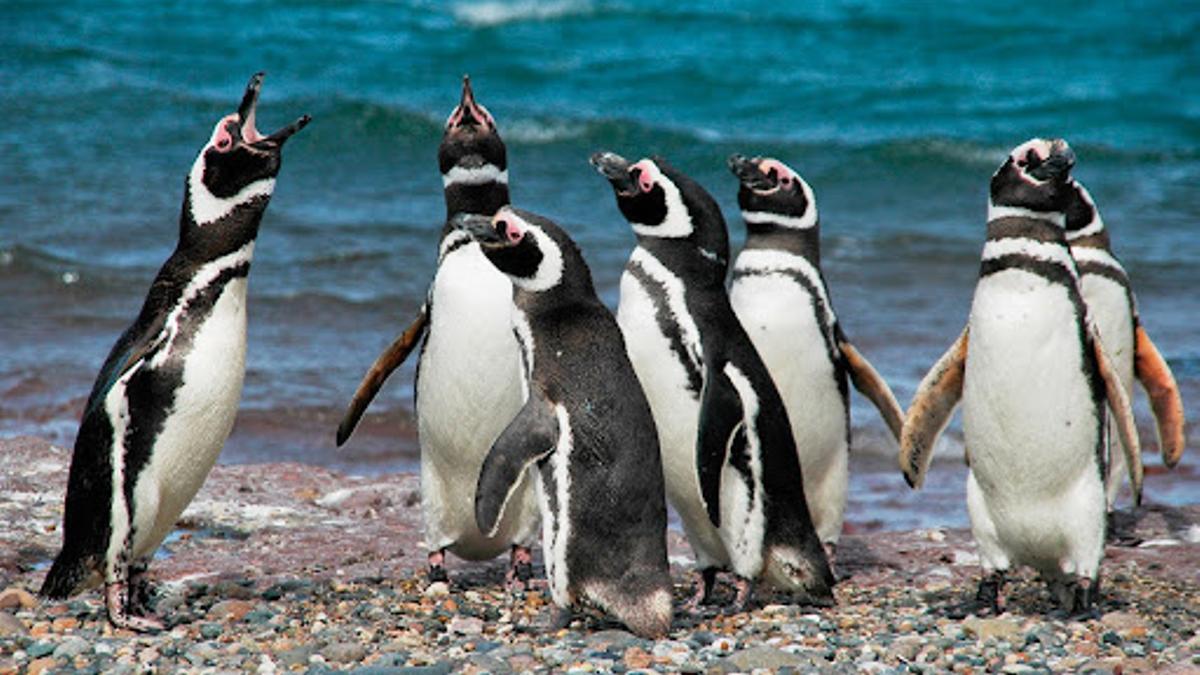 Lanzan una campaña para apadrinar pingüinos en la Antártida y apoyar la ...
