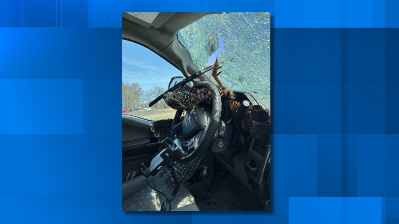Turkey crashes through driver’s windshield in Livingston Co.