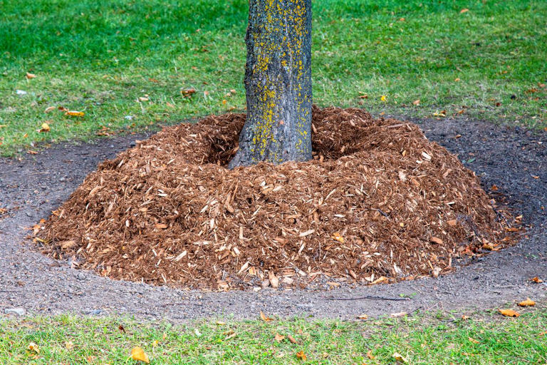 You might be mulching your garden all wrong—here’s what experts want ...