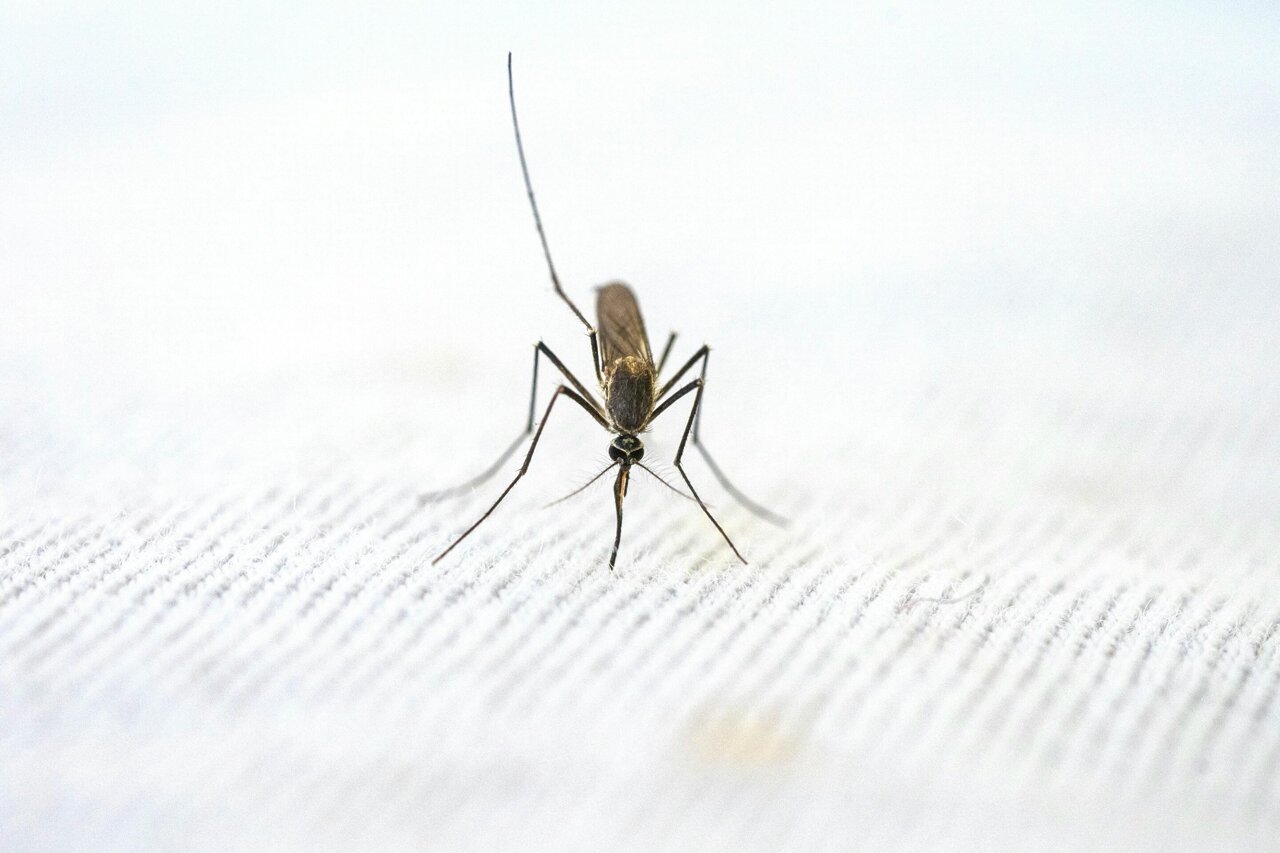 First malaria treatment for babies is a major step to ending the ...