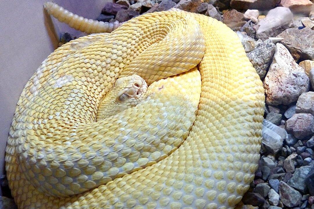 12 Creatures You Definitely Don’t Want to Meet in the Texas Desert