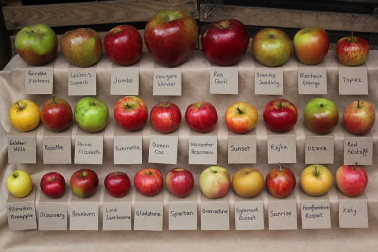 New study reveals the evolution of apples across 60 million years