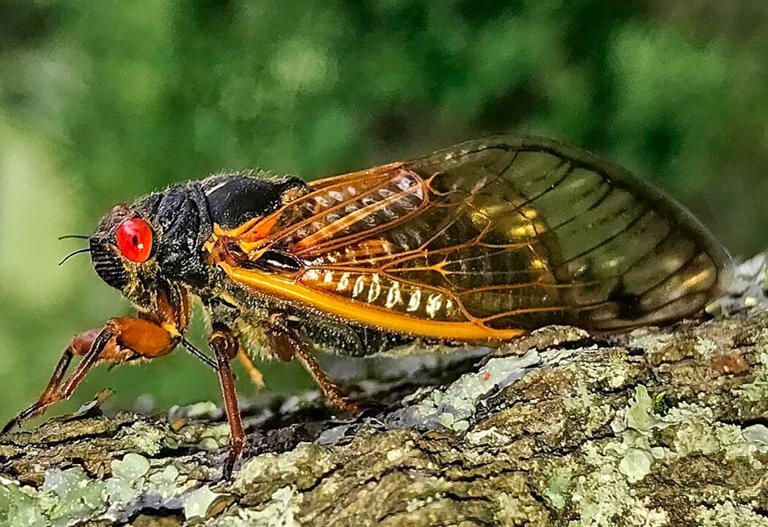 I Dread the Ruckus of Those Annoying Cicadas. Here's How I'm Dealing ...