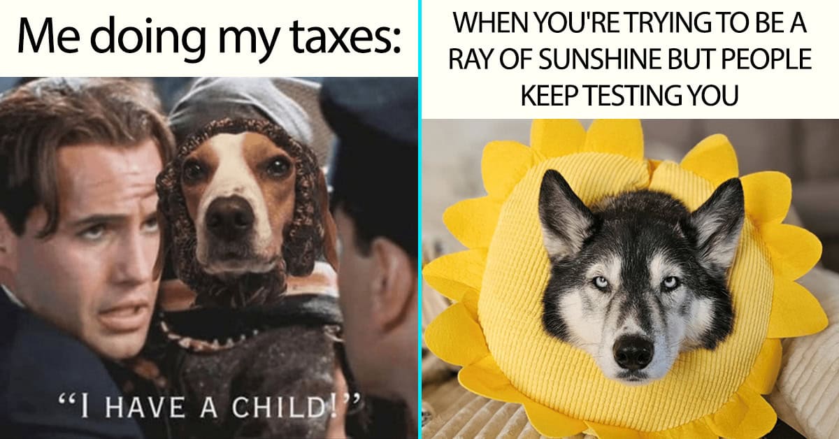40 Funny Dog Memes That’ll Make Your Tail Wag (April 25, 2025)