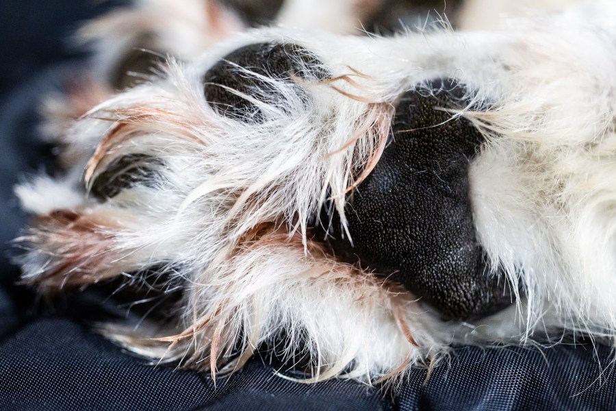 Colorado wolves killed by mountain lion, injuries from foothold trap: USFWS