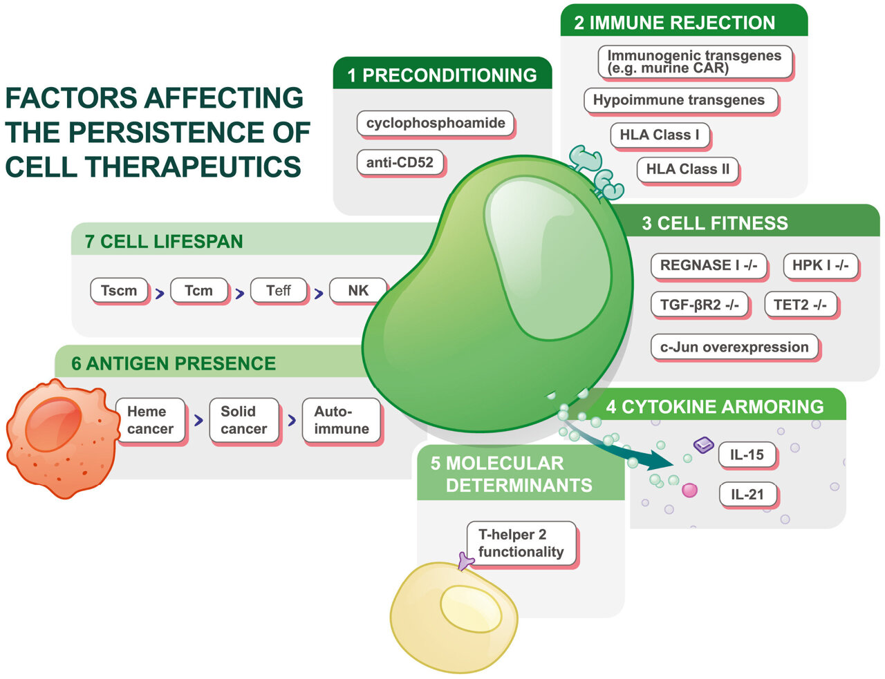 Q&A: Scientist explains how she created 'invisible' stem cells