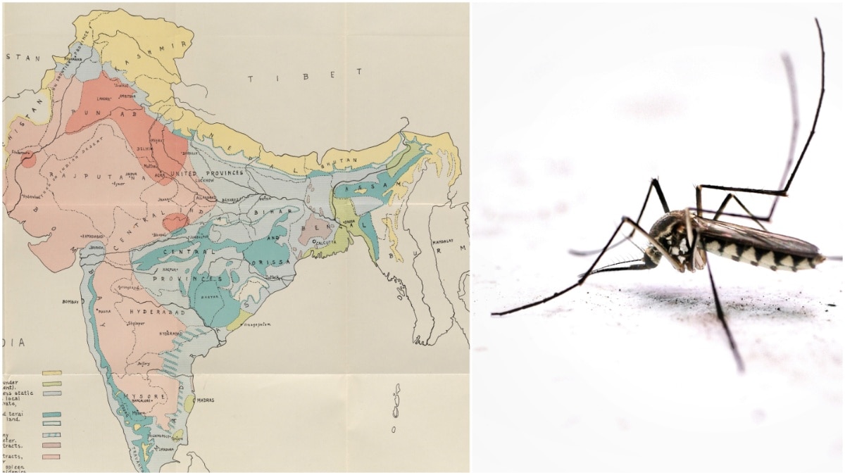 Blood, Empire, And Quinine: How Malaria Spread With Colonial ...
