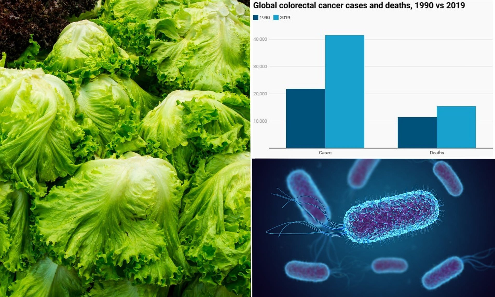 Disturbing reason for surge in lettuce-related bacteria linked to bowel ...