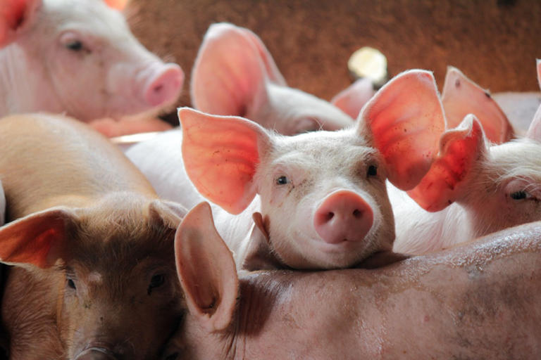 The Ham Cam might be the greatest technological innovation of our time