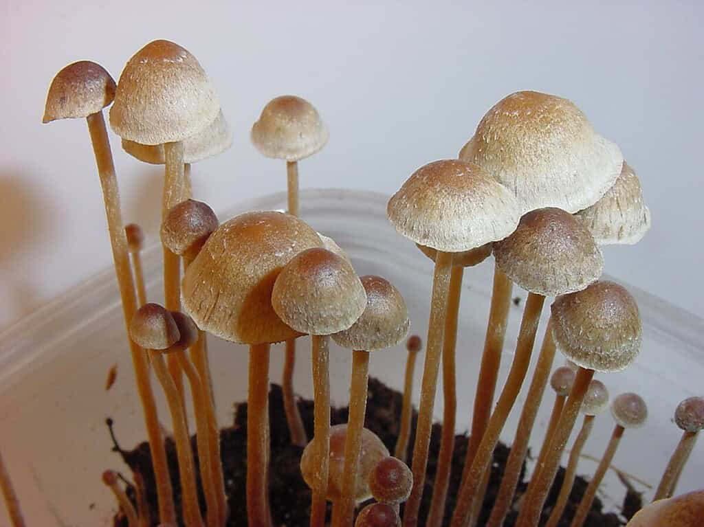 Magic Mushroom Use Is Soaring in the U.S. With More Americans Turning ...
