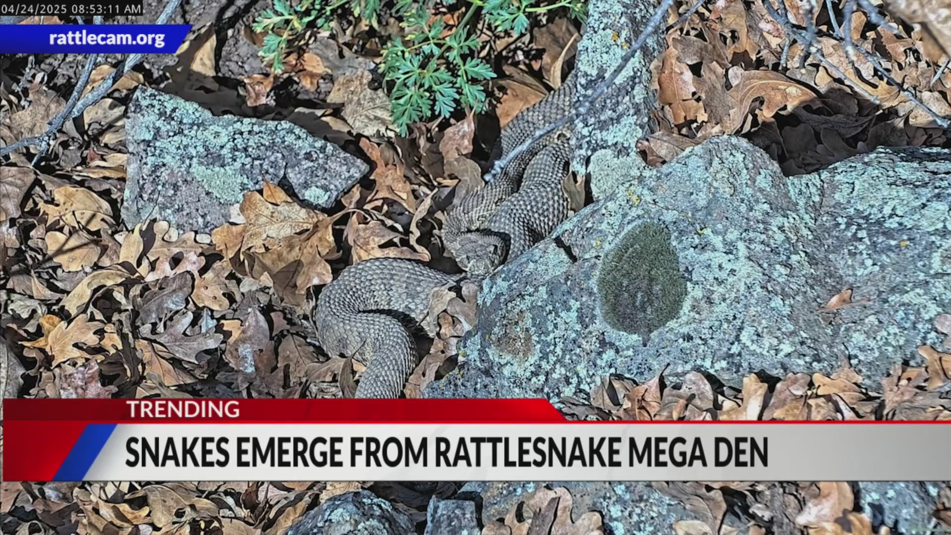 Rattlesnake mega den active again