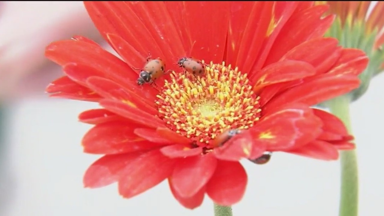 Beneficial bugs for your garden