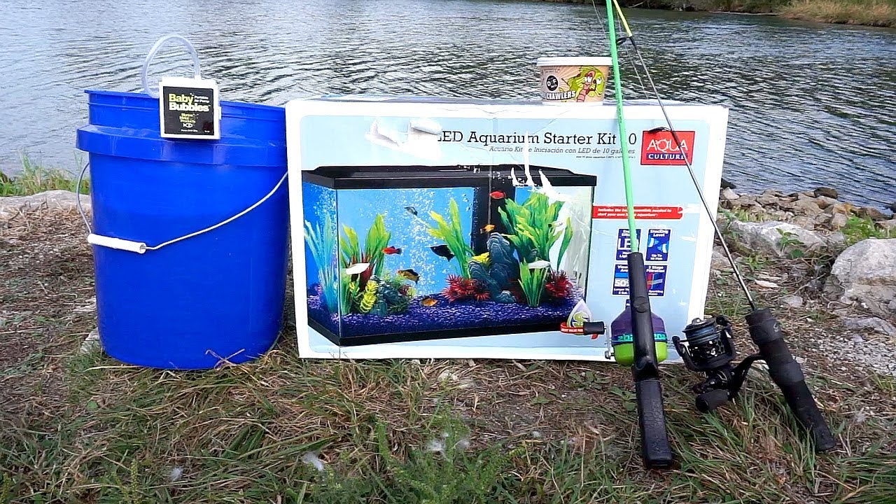 What Micro Fishing Taught Me About Pet Fish