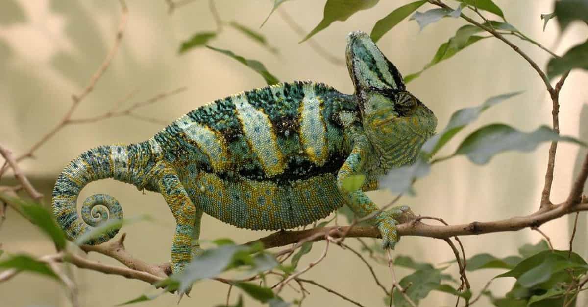 Myths You Always Believed That Are Actually 100 False