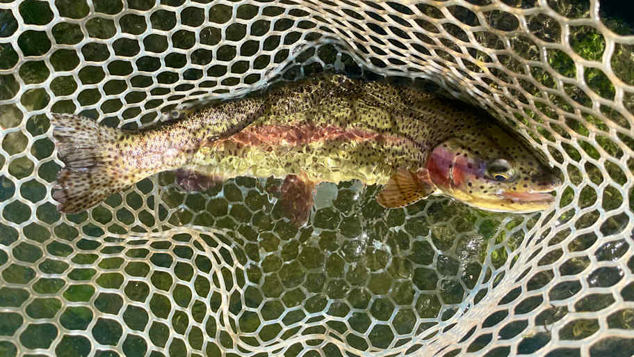 Fly Fishing for Rainbow Trout | 5 Pro Tips to Help You Catch More Bows