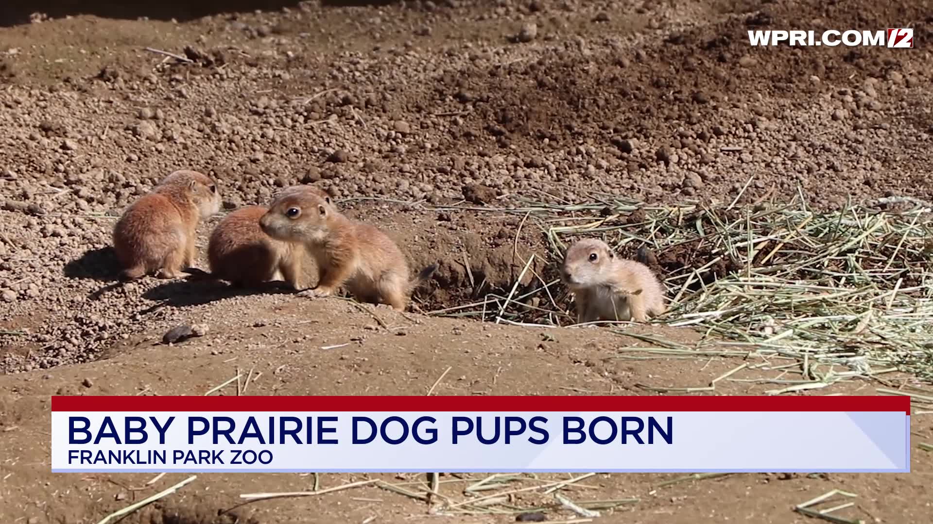 Video Now: Prairie dog pups born at Franklin Park Zoo
