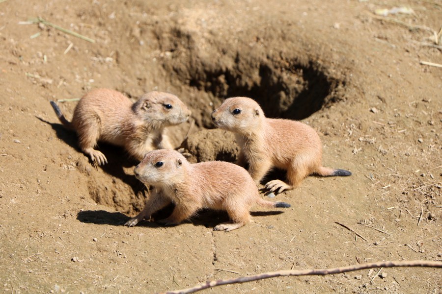 Baby prairie dog pups born at Franklin Park Zoo