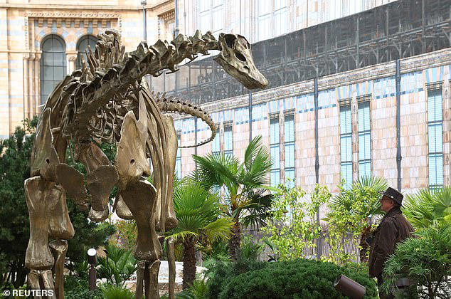 One of the world's rarest trees, snacked on by dinosaurs, bears fruit ...