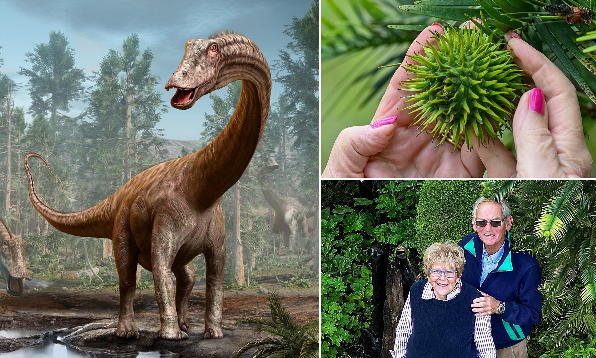 One of the world's rarest trees, snacked on by dinosaurs, bears fruit ...