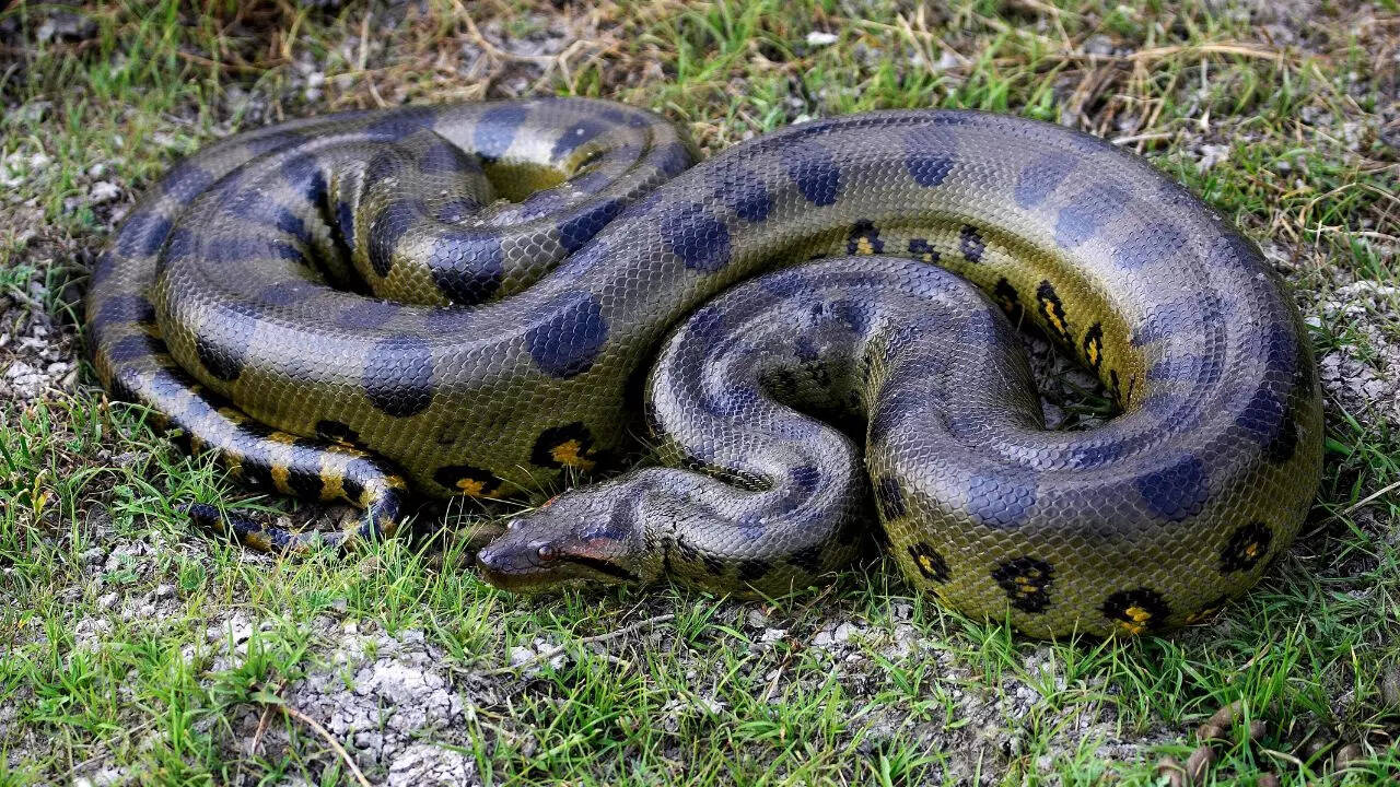 This 26-foot, 500kg Northern Green Anaconda is the world’s largest snake