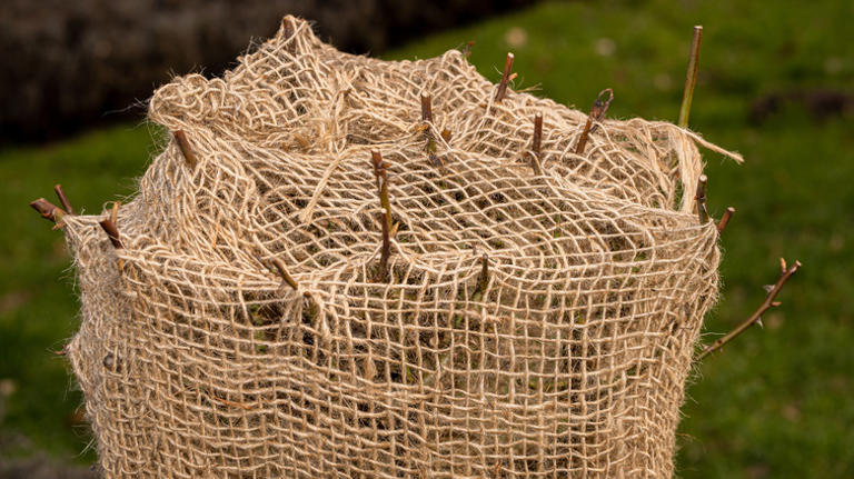 The Eco-Friendly Material You Can Use To Protect Plants From A Spring ...