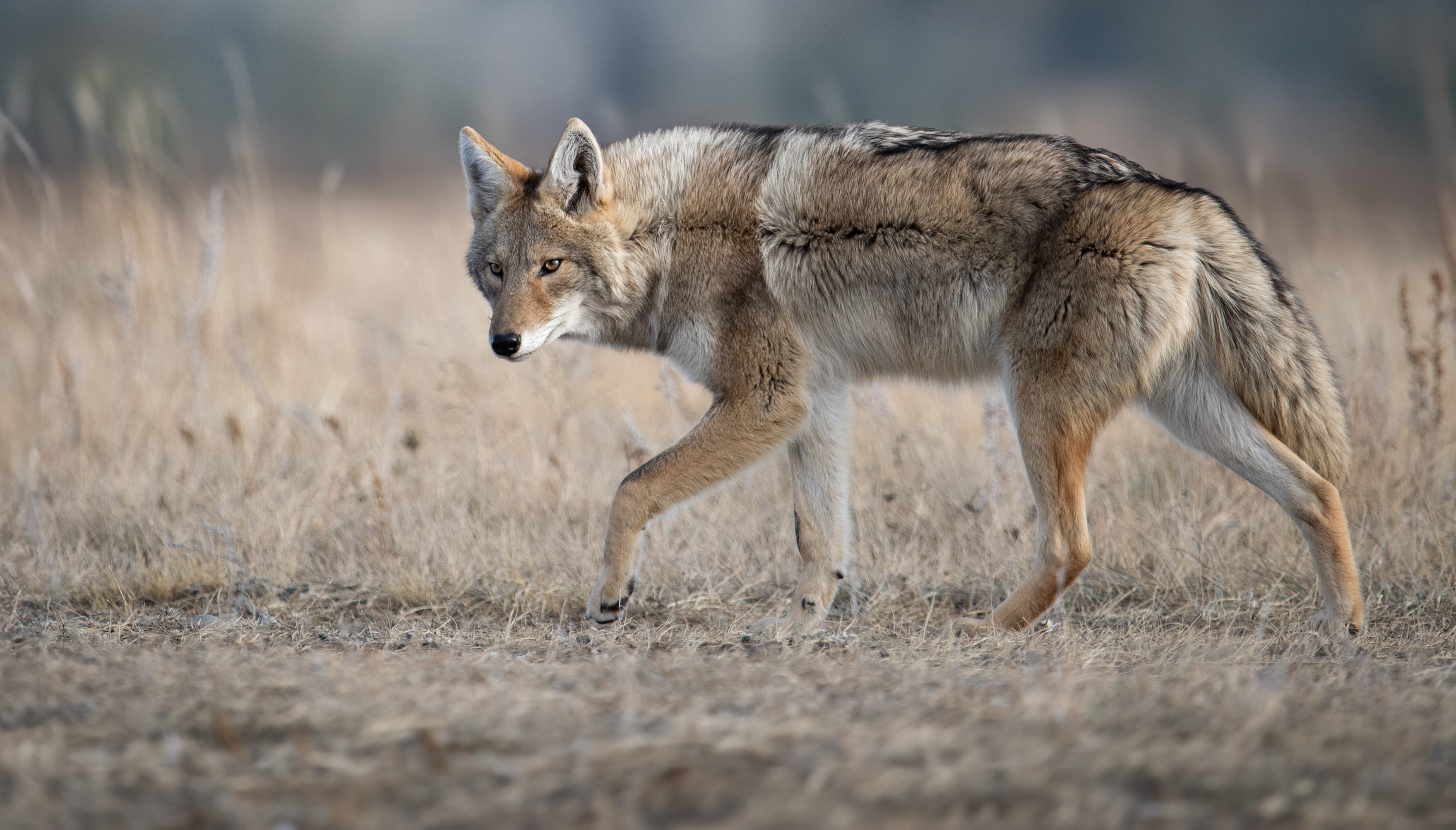 City of Dallas Warns of Coyote Incident Near White Rock Creek Trail