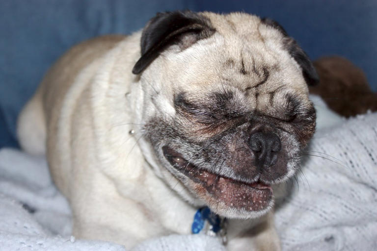 Can Dogs Eat Black Pepper? What You Need to Know