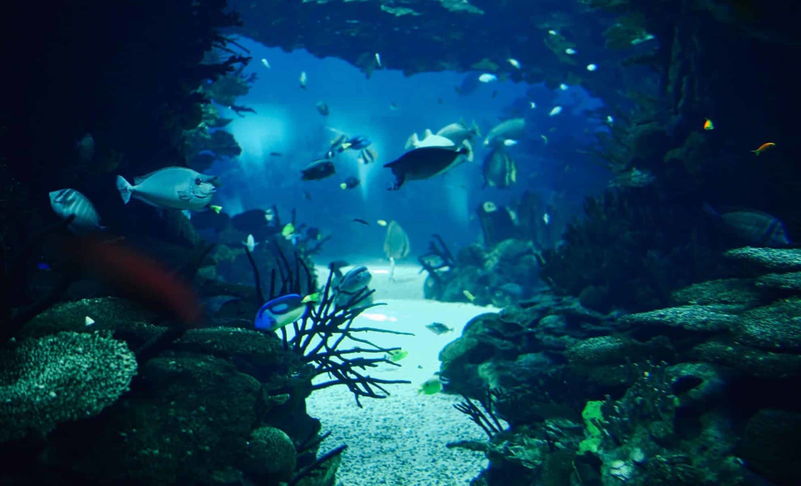 Deep-sea Footage Captures Grotesque Parasites Latched Onto Rattail Fish