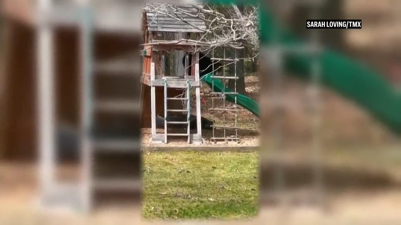 Bear takes head-first slide down child's backyard playset