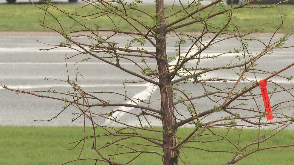 Tree-mendous effort: Volunteers plant 50 trees at South Bend school