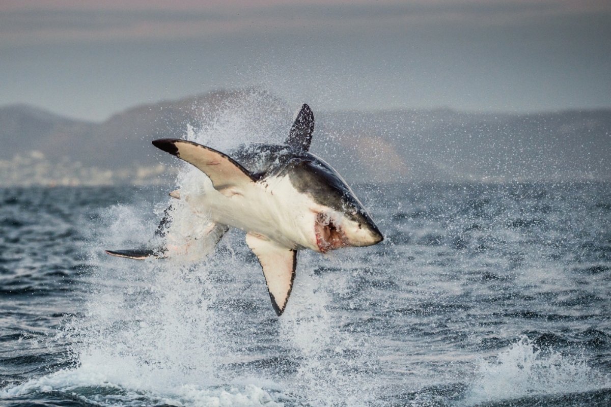 Tragedia en Cancún: Alejandro Cortés muere devorado por tiburones tras ...