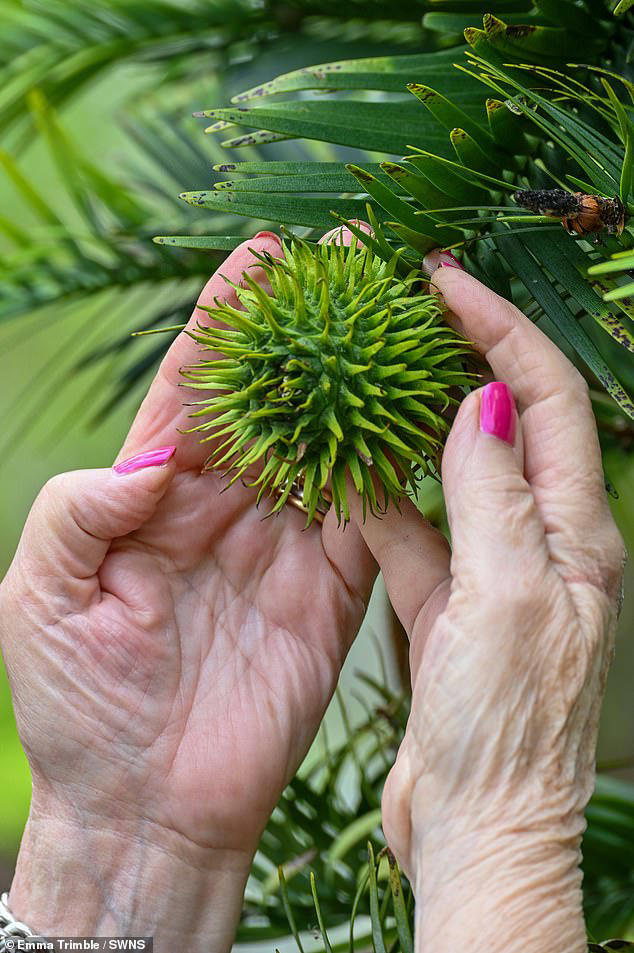 One of the world's rarest trees, snacked on by dinosaurs, bears fruit ...