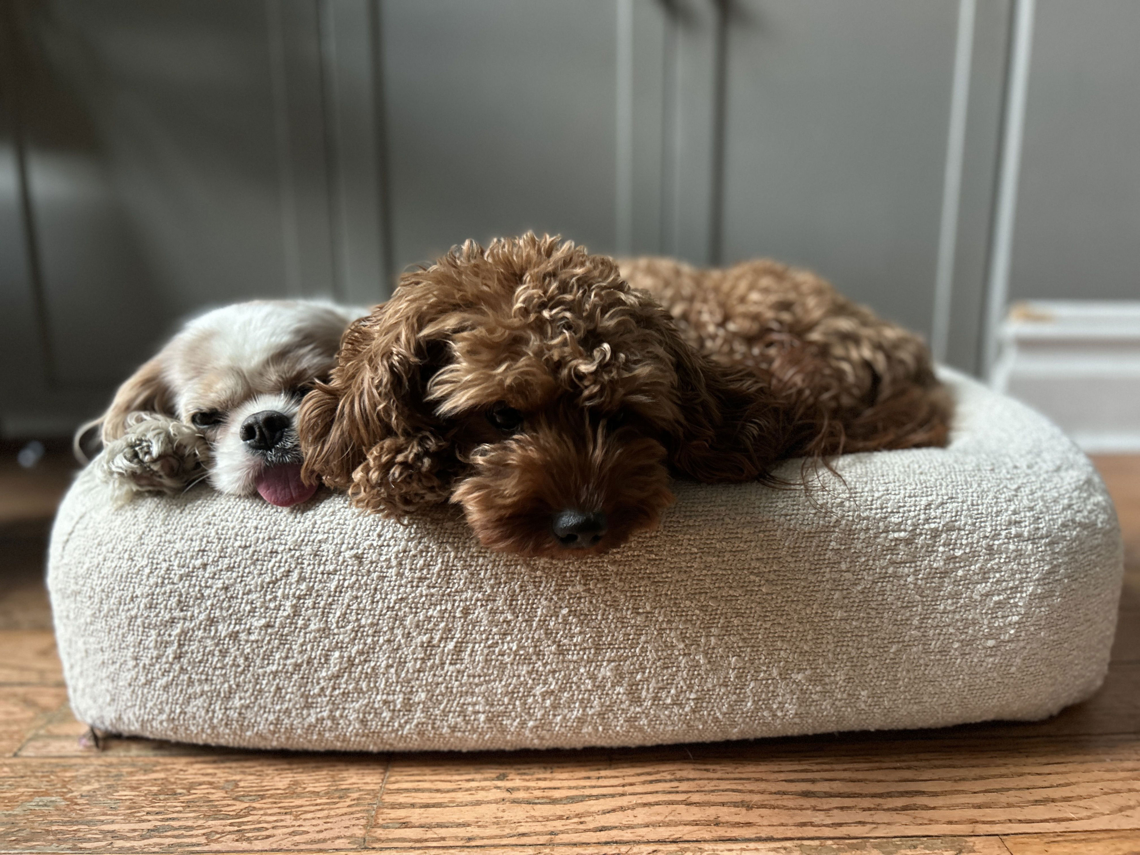 5 Best Orthopedic Dog Beds to Support Your Best Friend