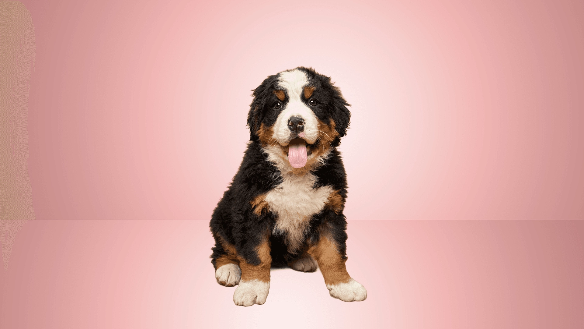 MetLife Pet Insurance Review: Rating, Cost and Coverage