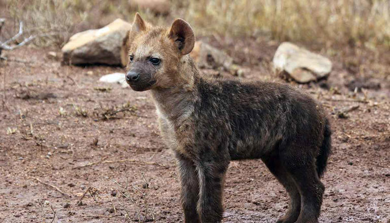 Hyena vs. Wild Dog: What’s The Difference?