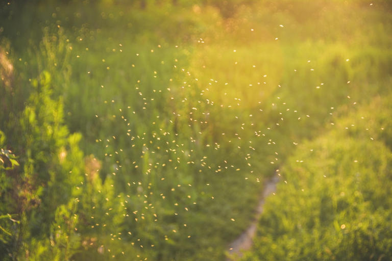 How to Get Rid of Mosquitoes—and Keep Them From Coming Back