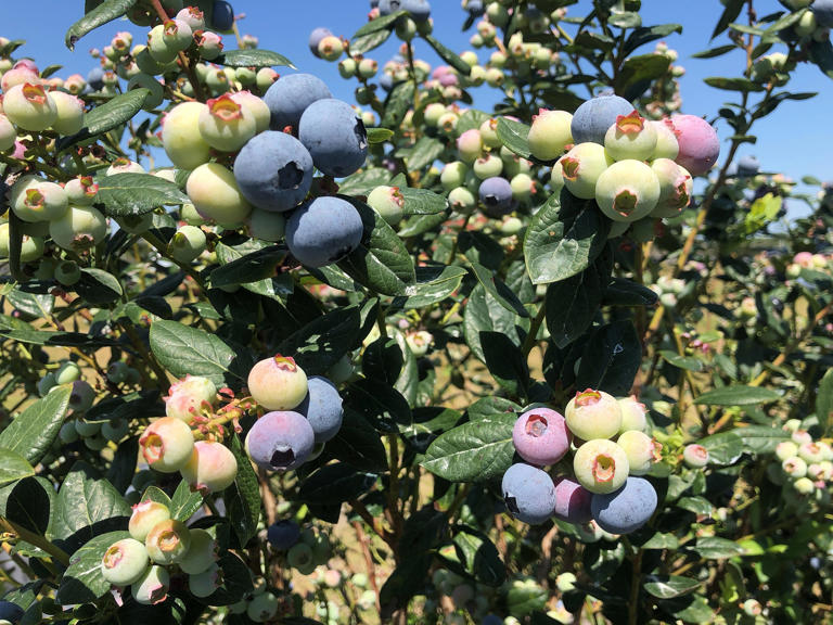 It's blueberry season in Florida. Here's what you need to know to grow ...