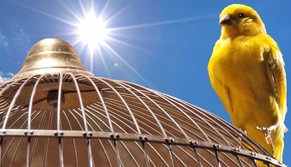 Avoid Keeping Your Bird’s Cage Near These 6 Areas